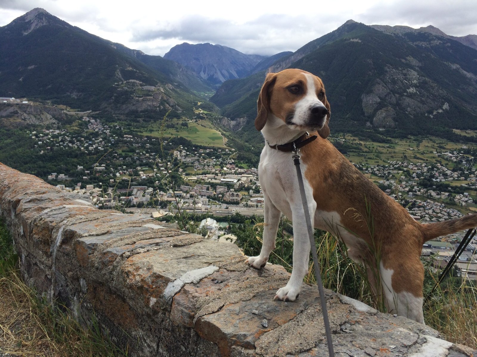 Puppy Love – Again - La Dolce Vita Diaries
